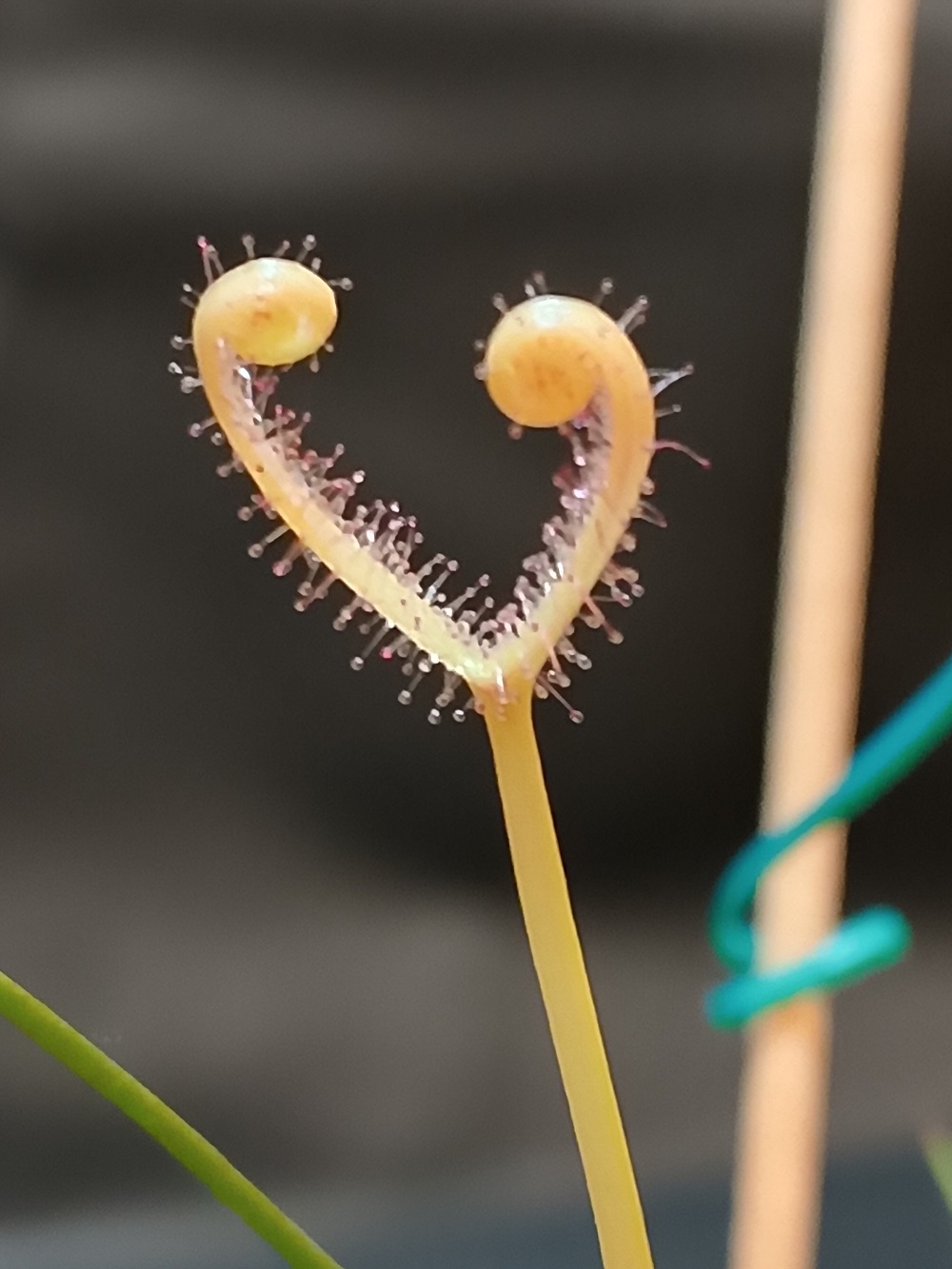 Drosera binata 'ghost' - Greedy-Salads