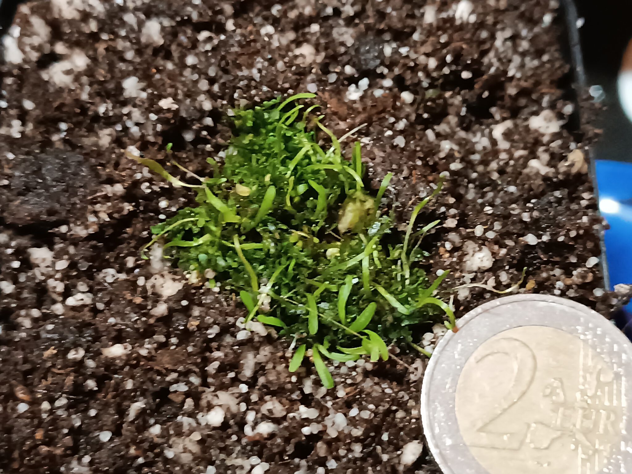 Utricularia bisquamata 'White Flower' - Greedy-Salads