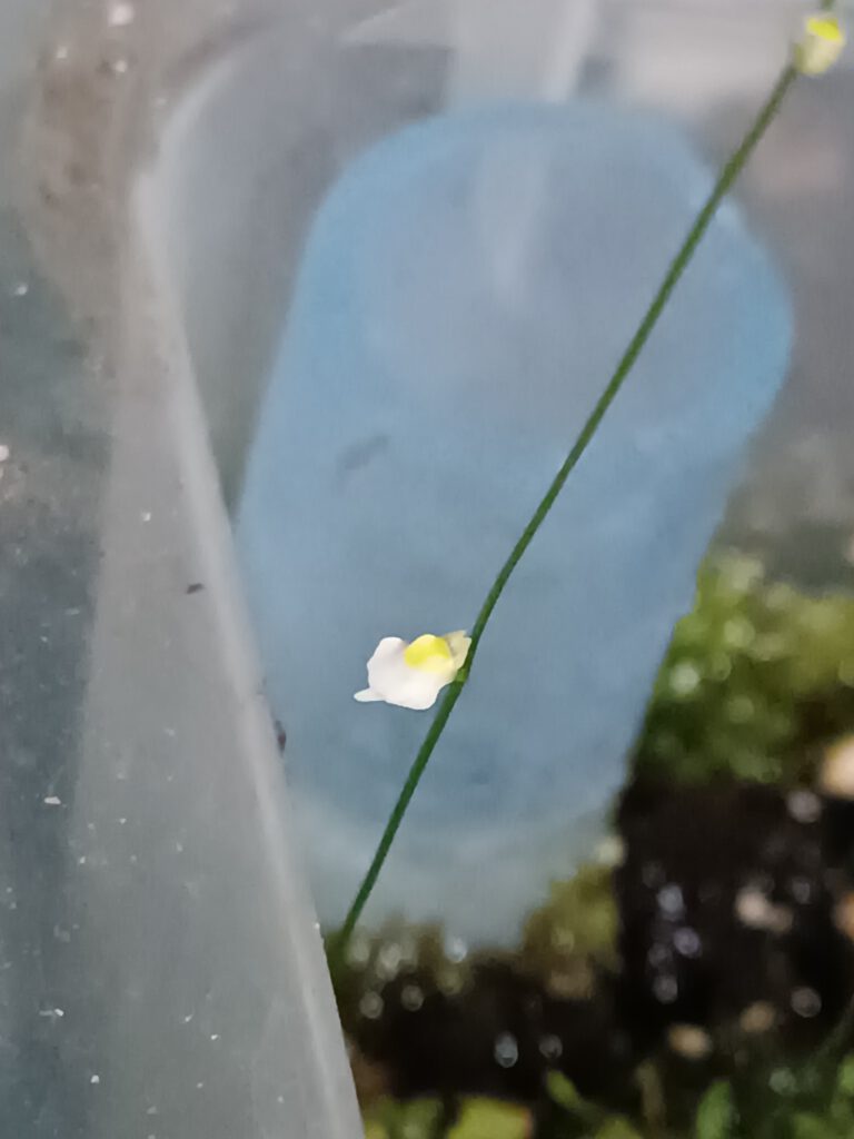 Utricularia Bisquamata 'White Flower'