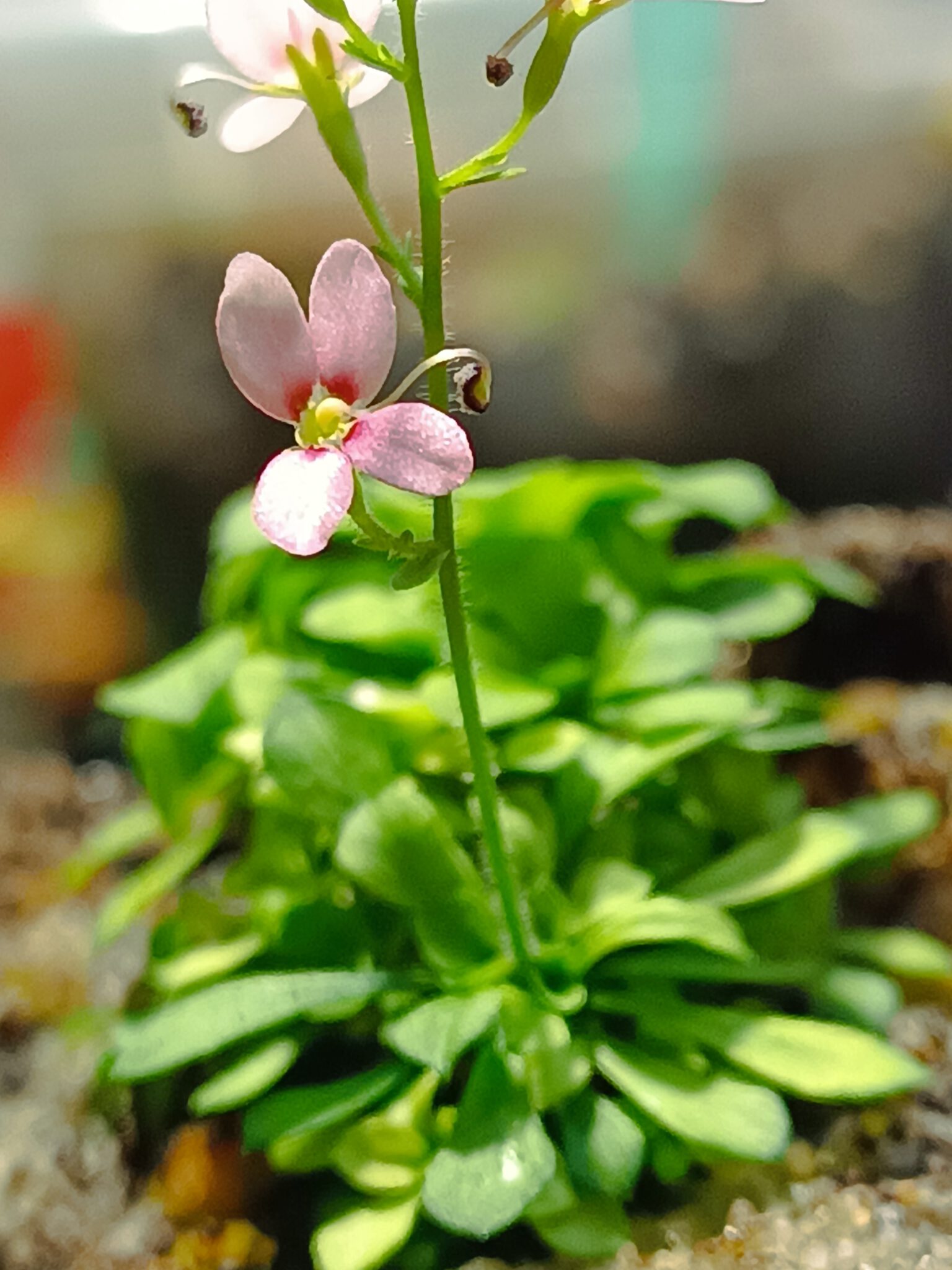Stylidium irenae - Greedy-Salads