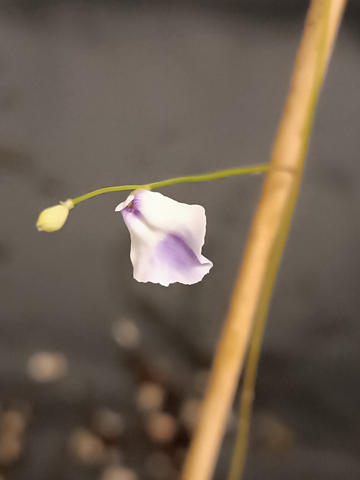 Utricularia livida - Greedy-Salads
