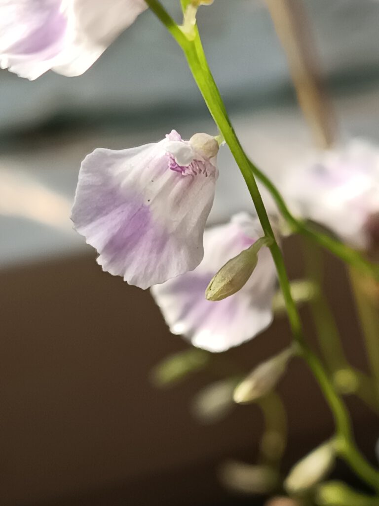 Utricularia livida - Greedy-Salads