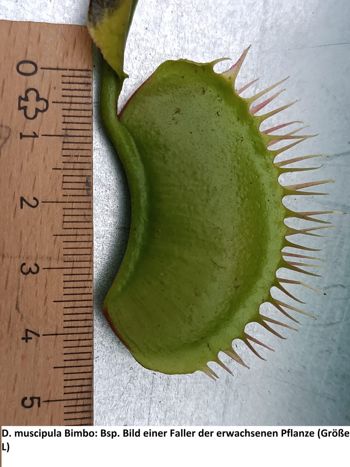 Dionaea muscipula ‘Bimbo‘ - Greedy-Salads