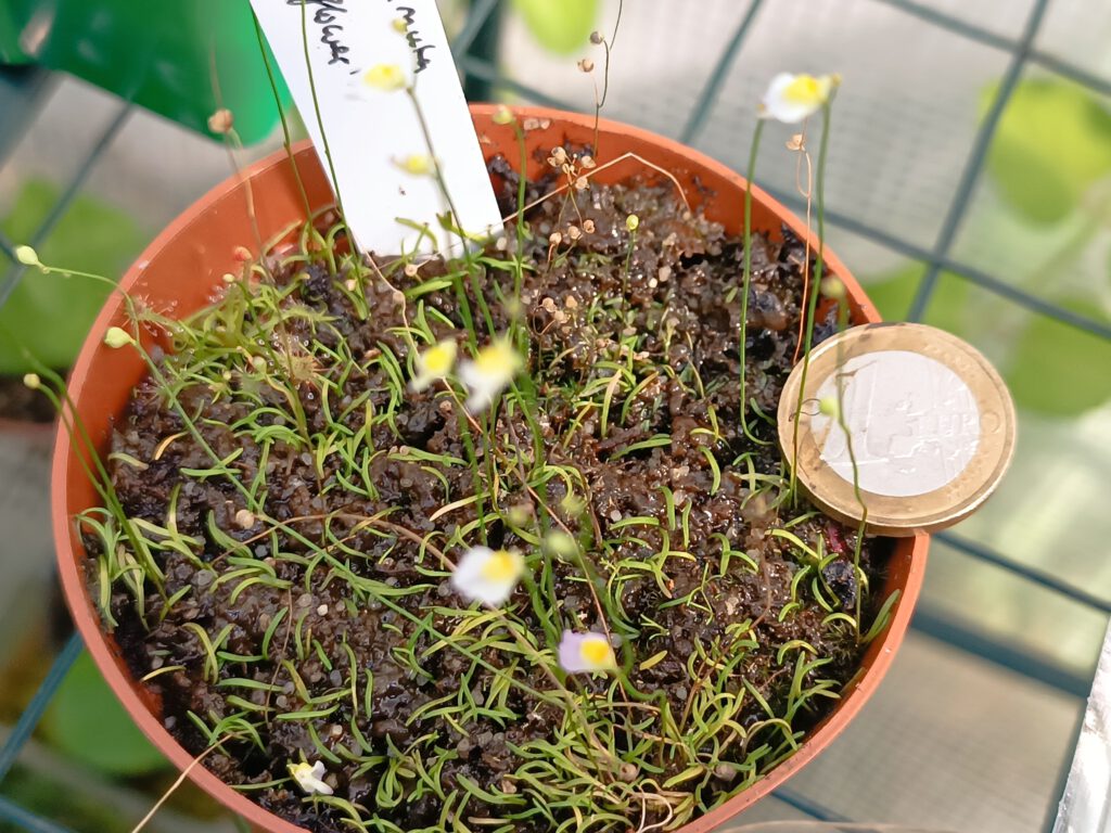 Utricularia bisquamata 'White Flower' - Greedy-Salads