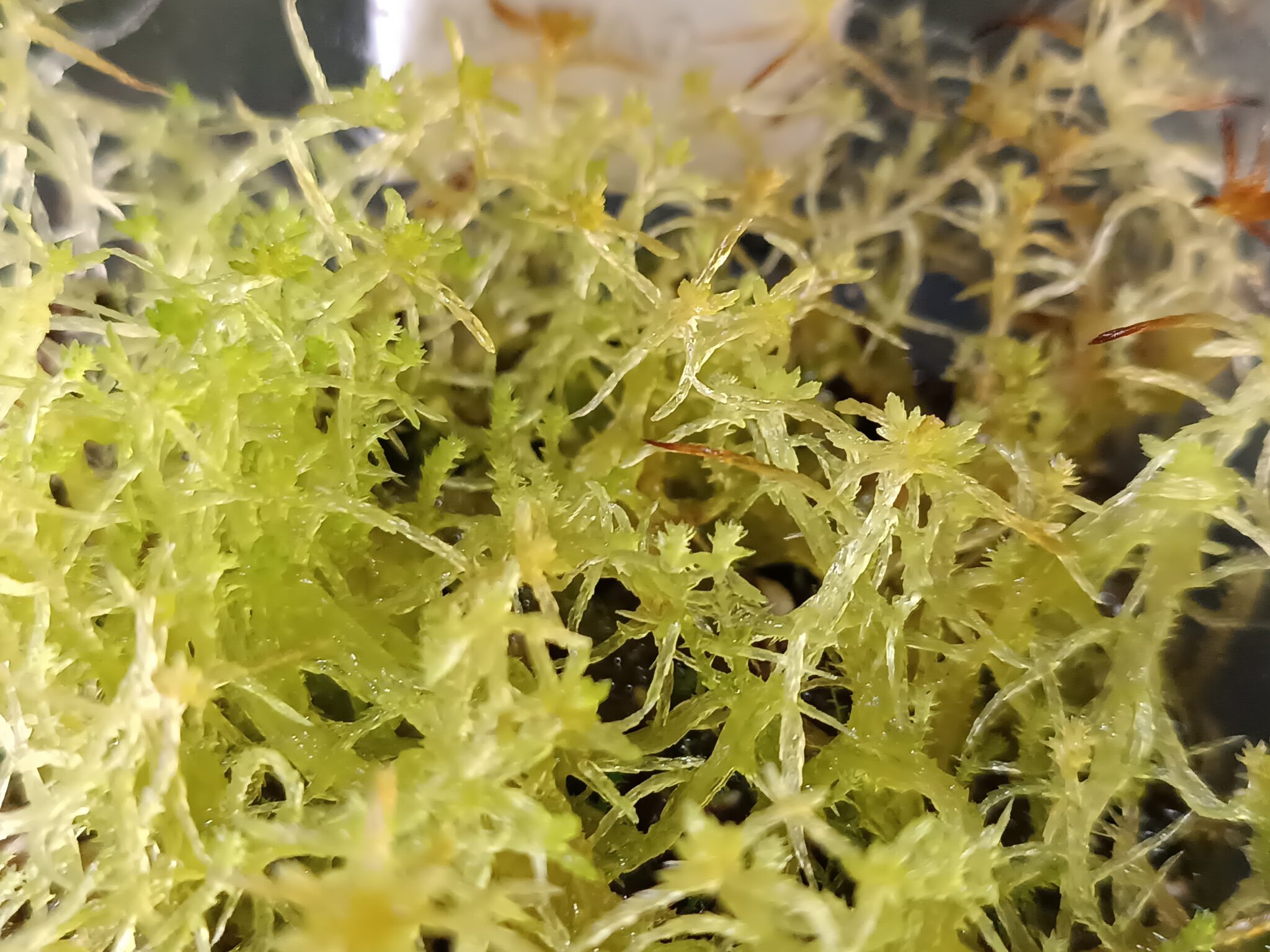 Sphagnum capillifolium - Greedy-Salads