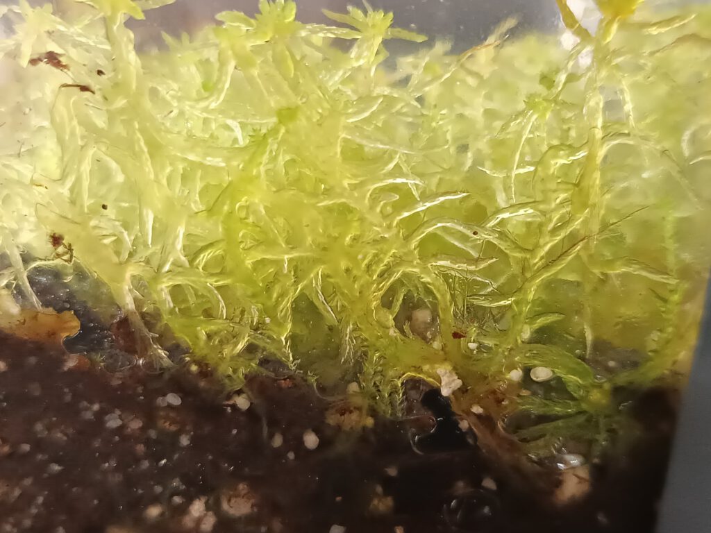 Sphagnum capillifolium - Greedy-Salads