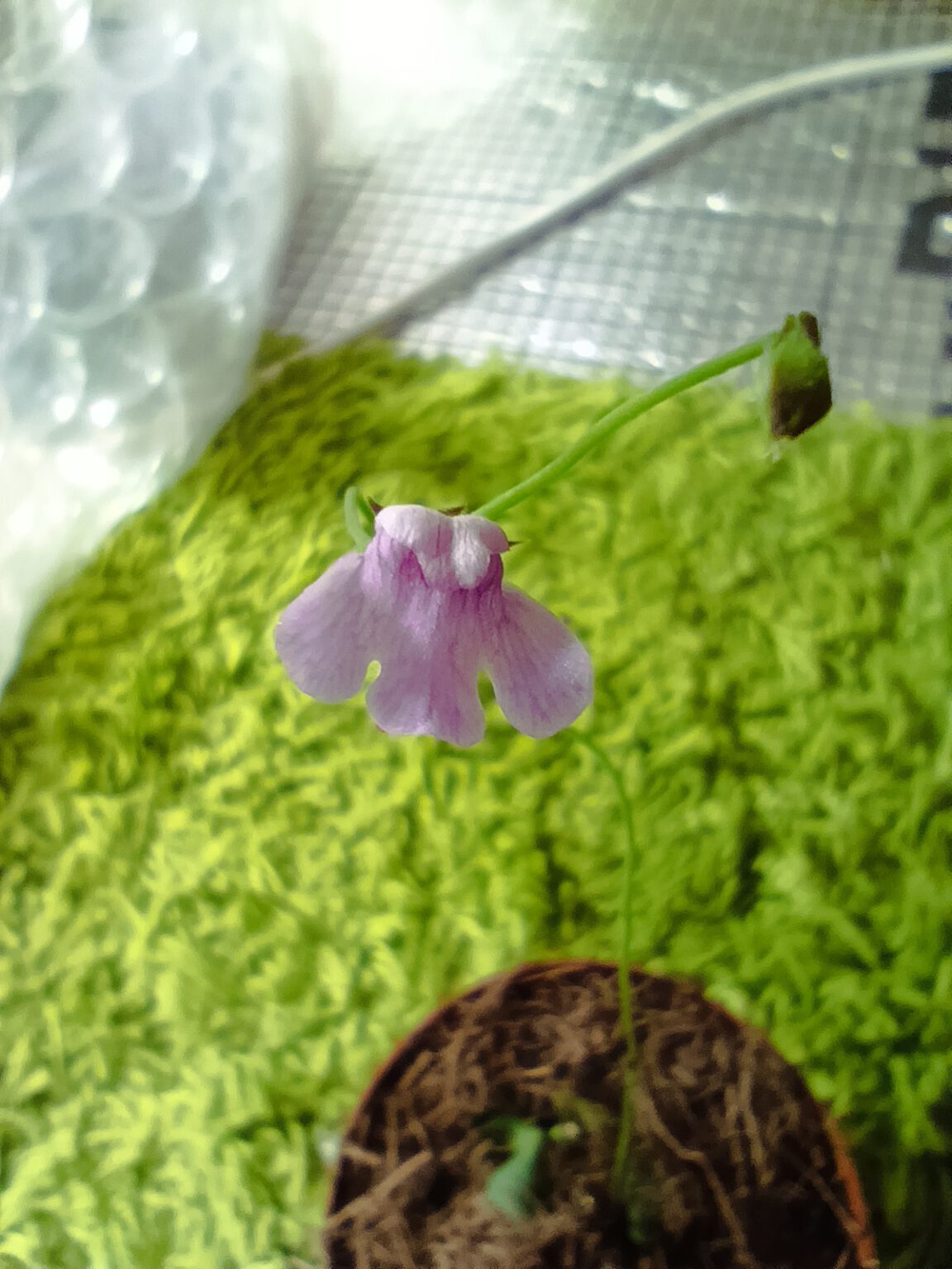 Genlisea subglabra - Greedy-Salads