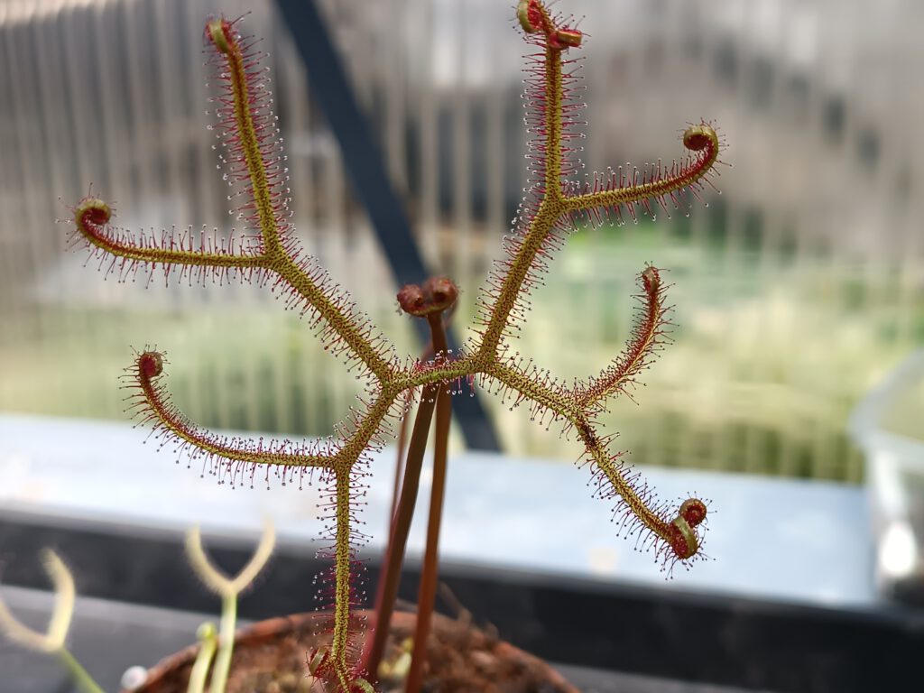 Drosera binata var. multifida 'extrema' - Greedy-Salads