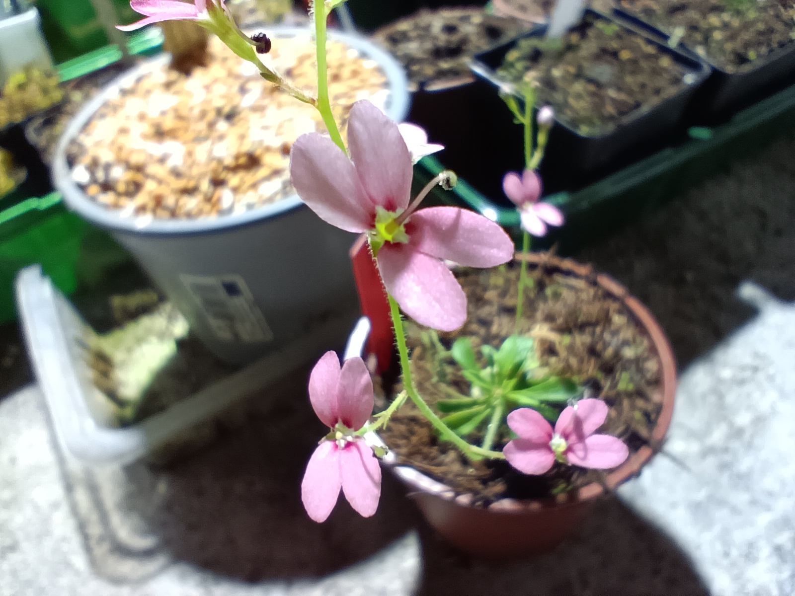Stylidium irenae - Greedy-Salads
