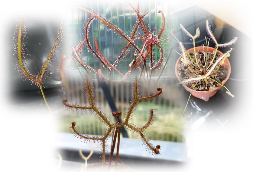 Drosera Binata Set